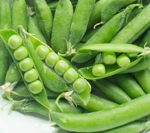 Pea - Little Marvel | Bear Mountain Seeds